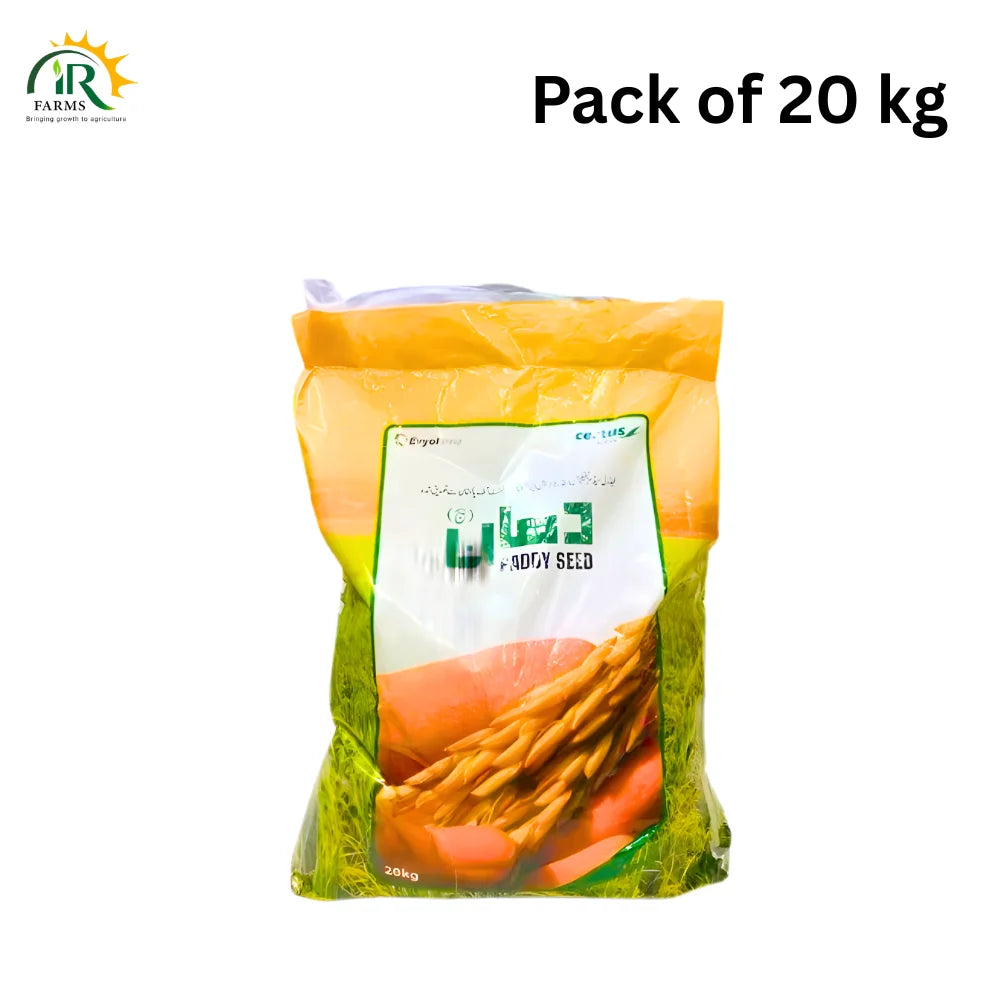 Super Gold 20KG Basmati Rice Seed – Early Sowing | Evyol – IR Farm ...