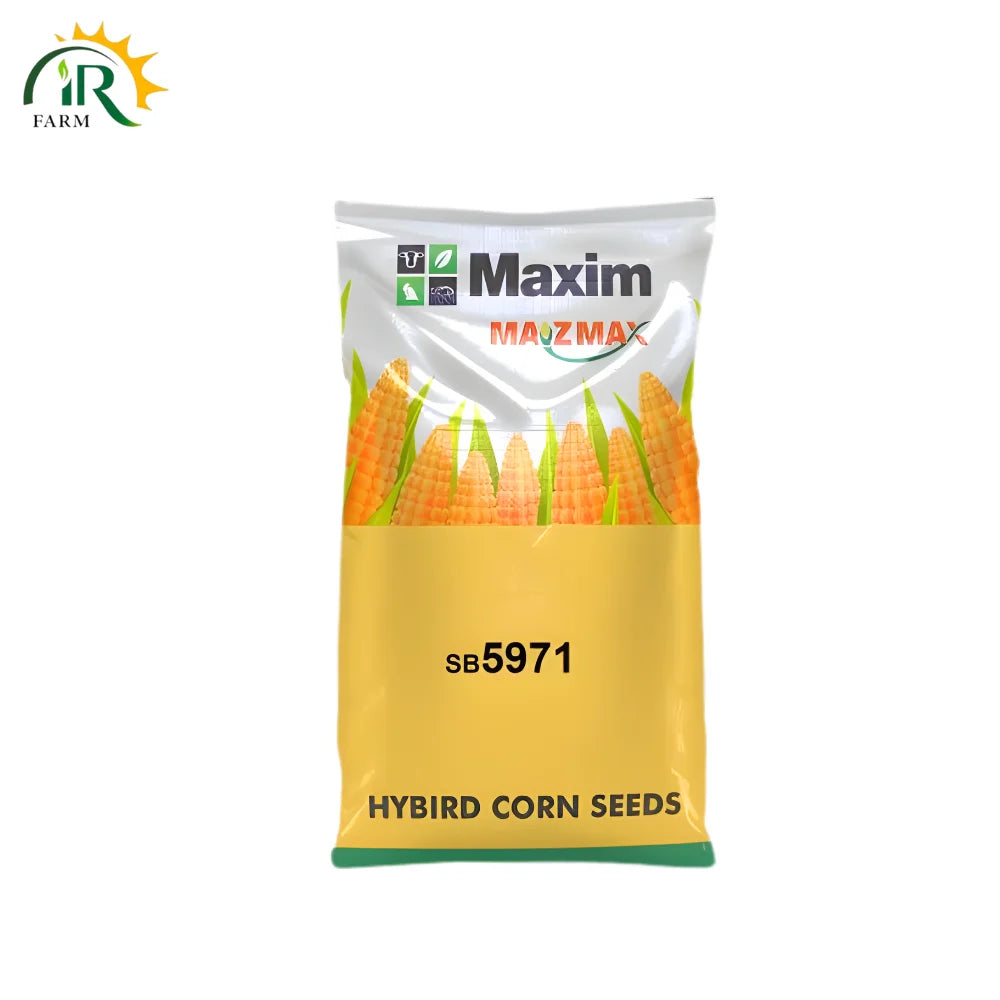 Maxim SB 5971 Hybrid Corn Seed(35000) – Top Performing Spring Maize ...